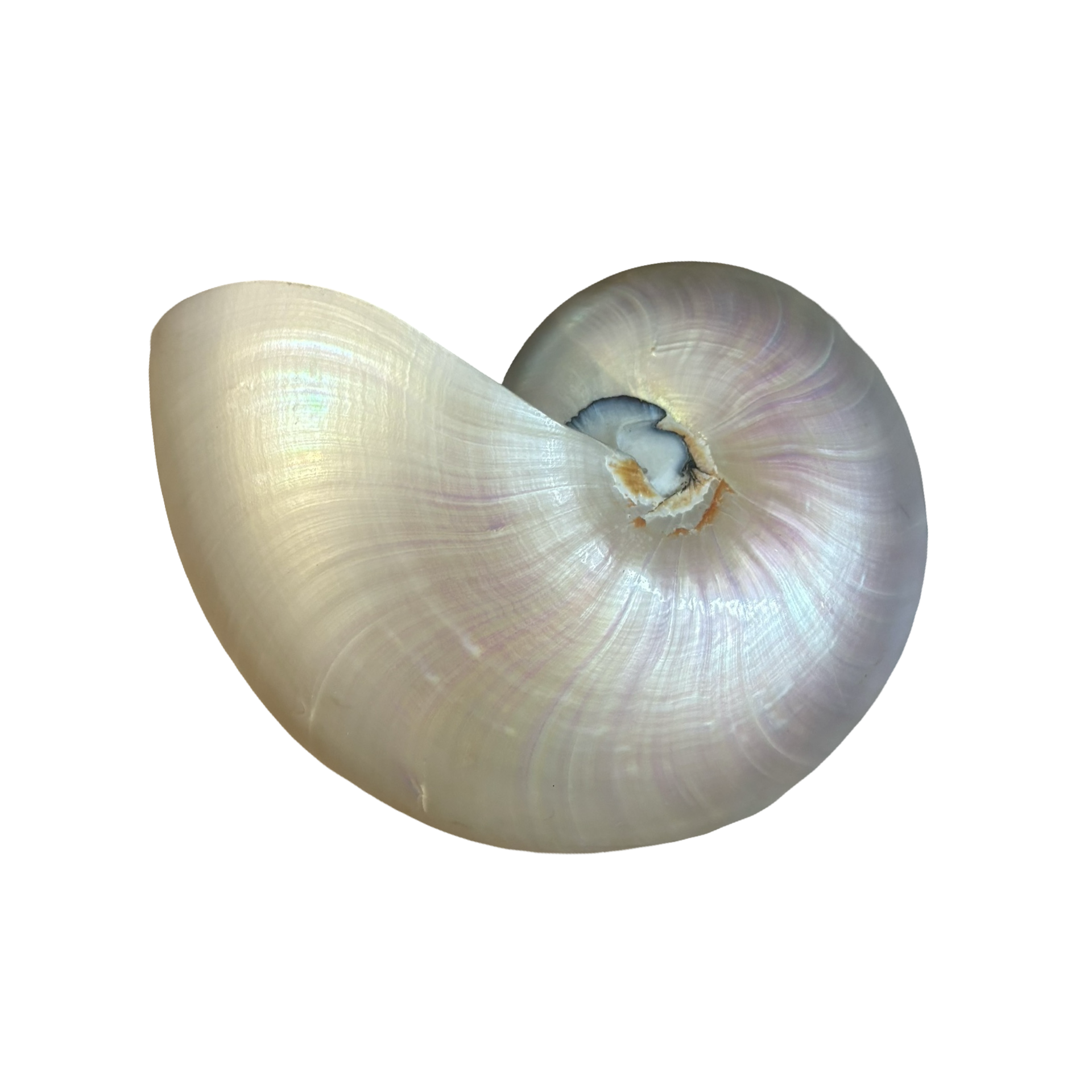 Nautilus Shell – Brass Bluebonnet Vintage